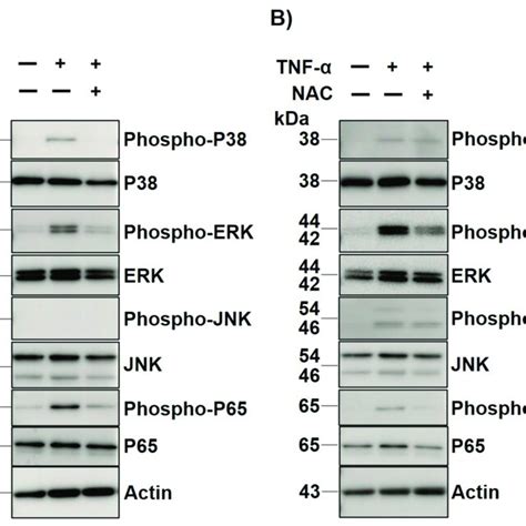 Western Blot Analysis For Bso Or Tnf α Mediated Mapks And Nf κb P65 Download Scientific Diagram