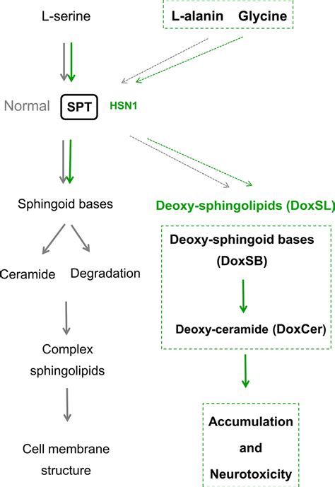 Illustration Of The Synthetic Pathway Of Sphingolipids Sphingoid Bases Download Scientific