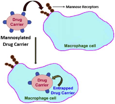 Mannose Receptor