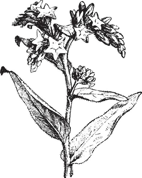 Bugloss Vintage Engraving 35366441 Vector Art At Vecteezy