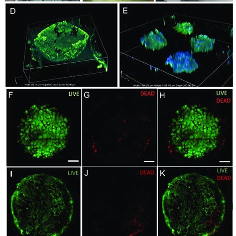 In Vitro Culturing Of Hpsc Derived Pancreatic Progenitors On