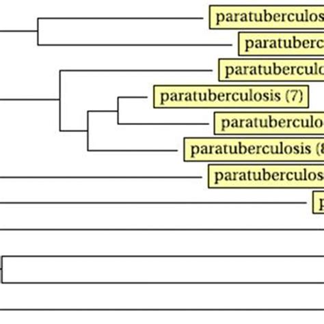 Dendrogram Of Miruvntr Typing Of The Obtained 12 Map Genotypes Two
