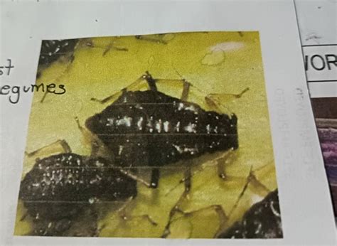 Insects Pest Flashcards Quizlet Insects Pest Flashcards Quizlet