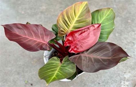 Philodendron Cherry Red A Red Leaf Philodendron Care Guide