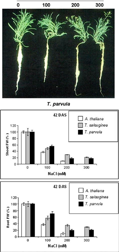 Effect On Growth Of Different Concentrations Of Nacl In Thellungiella