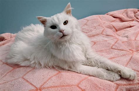My 20 Year Ol Serena Looking Regal On Her Favorite Blanket It Helps That She Got A Heating Pad