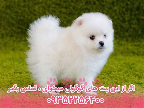 سگ جک راسل تریر Jack Russell Terrier سایت پامرانین