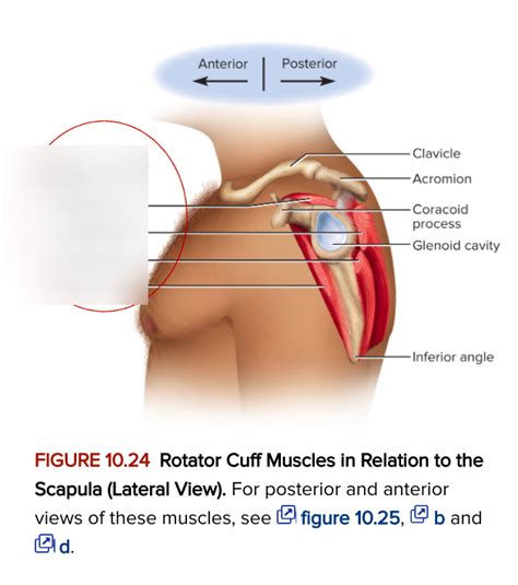 Rotator Cuff Muscles Diagram Quizlet