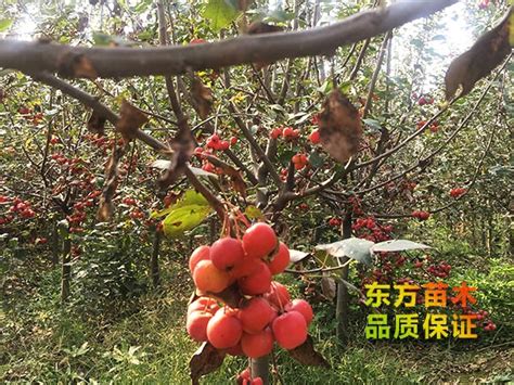 山东泰安绿化苗 果树苗种植批发基地 泰安高新区东方苗木有限公司