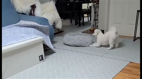 댕댕이들의 술레잡기 놀이 요키 강아지 비숑 Youtube