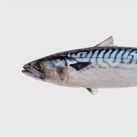 Spanish Mackarel Portion Bali Sutainable Seafood