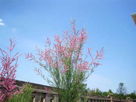 Tamarix Ramosissima Pink Cascade Kaspische Tamariske Pink Cascade
