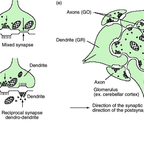 1 Types Of Cells Connected By Chemical Synapses Download Scientific Diagram