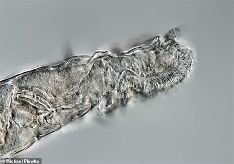 Move Over Tardigrades Rotifers Can Live In Frost For 24000 Years