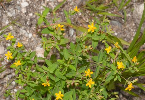 Hypericum Mutilum Dwarf St Johns Wort