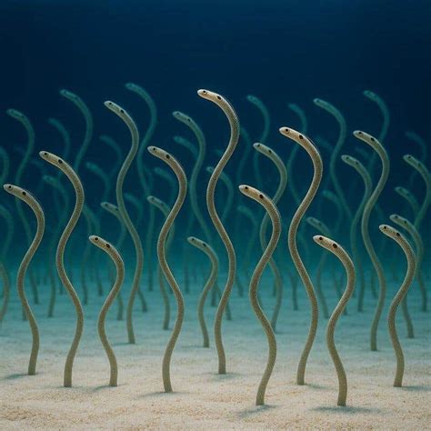 Species With The Strangest Mating Ritualsexplained By Science Science Sensei