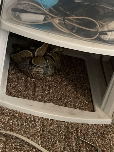 Ninja Python Rballpython