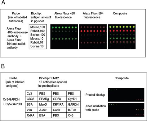 Specificity Of Antibody Antigen Interactions In Protein Chip Based