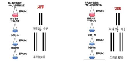 DNA的复制 安庆师范大学生命科学学院