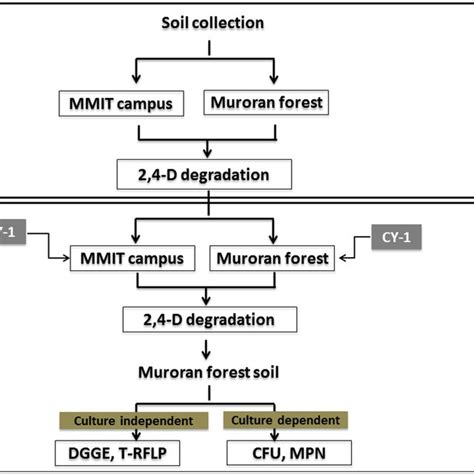 Schematic Diagram Of Experimental Methodology Download Scientific Diagram