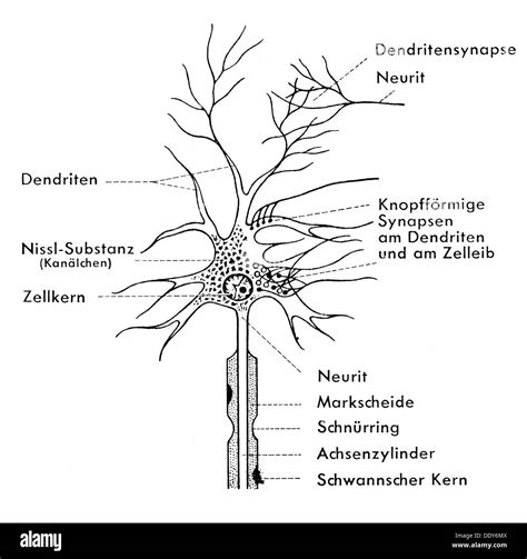 Nerve Cell Diagram Labeled