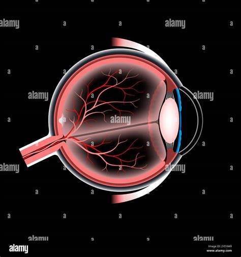 Illustration Of The Eye Anatomy The Structure Of The Eye Includes
