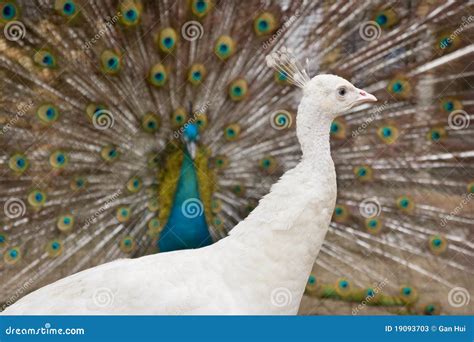 Female Peacock Stock Image Image Of Nature Beak Behavior 19093703