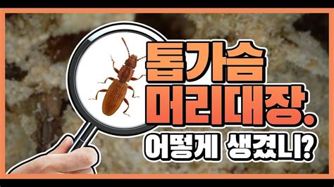 [페스트세븐]가구벌레 톱가슴머리대장 직접 촬영해봤다 Youtube