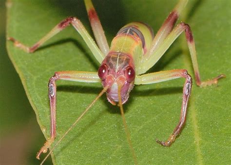Tettigoniidae