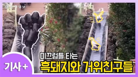 [기사 ] 미끄럼틀 타는 흑돼지와 거위친구들 Youtube