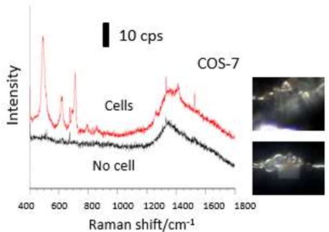 Figure 1 From Development Of Microfluidic Devices For In Situ Investigation Of Cells Using