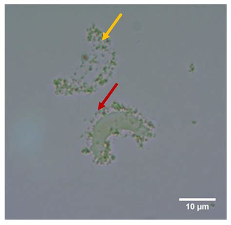 Coralline Algae Structures Attachment