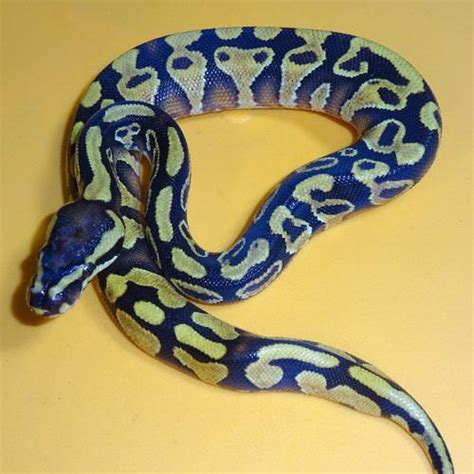 Enchi Yellow Bellied Ball Python Hatchlings