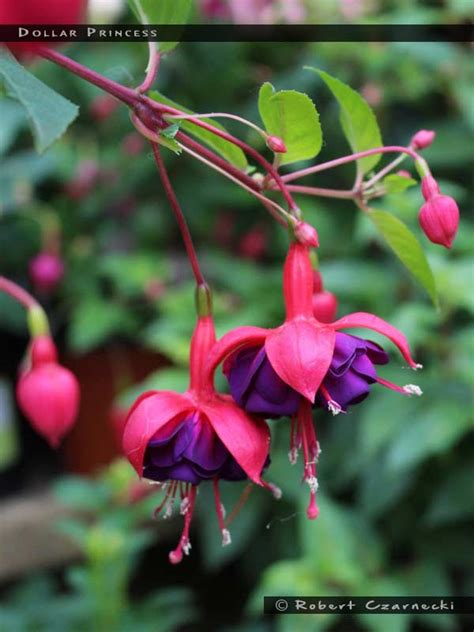 Dollar Princess - FuchsiaFinder