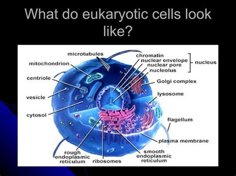 Prokaryotes Vs Eukaryotes Ppt Biological Sciences Science