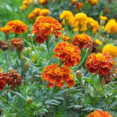Tagetes Patula Picturethis