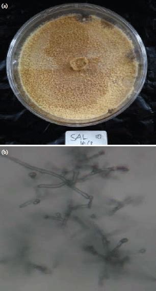 Bioactivity Of Fungi Trichoderma Reesei Associated With Sponges Stylissa Flabelliformis