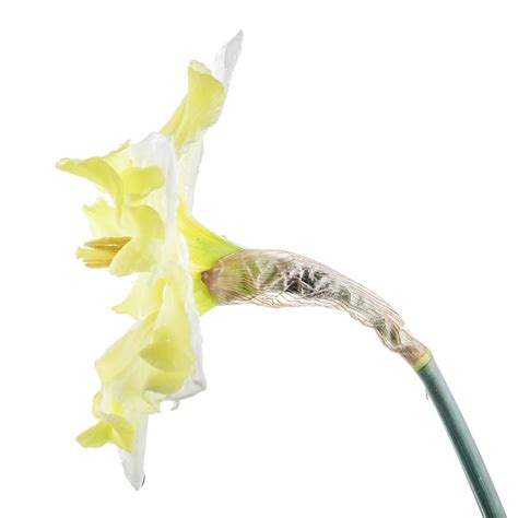 Narcissus Cassata Daffodil 3 Photograph By Bill Pusztai Fine Art
