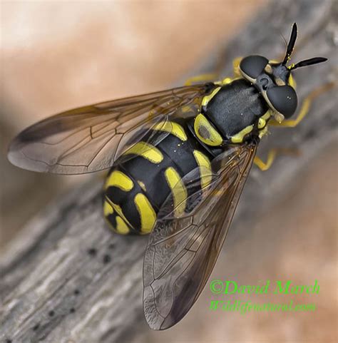 Hoverfly Chrysotoxum Intermedium Female Birdforum