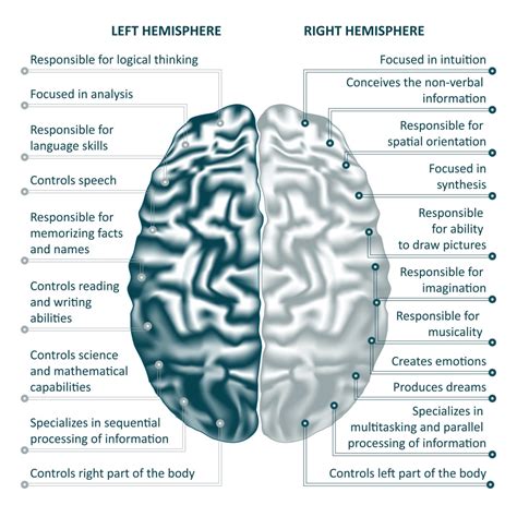 Left Brain Diagram