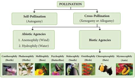 Mcq On Abiotic Agents Types Of Pollination For Neet Biologysir