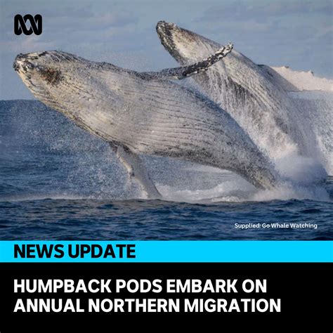 🐋🌊 Multiple Pods Of Humpback Whales Abc South East Nsw Facebook