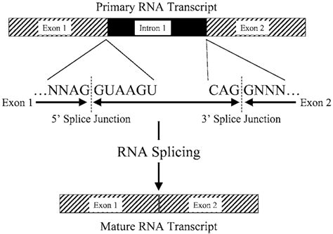 Fundamental Aspects Of Rna Splicing Download Scientific Diagram