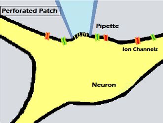 Patch Clamp Wikipedia