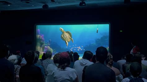 What Is Turtle Talk At Eden Mandalis Blog