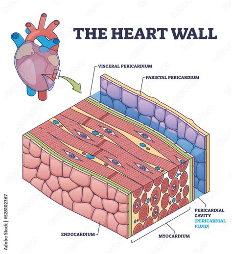 Photo Art Print The Heart Wall With Human Organ Medical Membrane