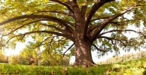 4 Ways To Make Your Trees Grow Faster