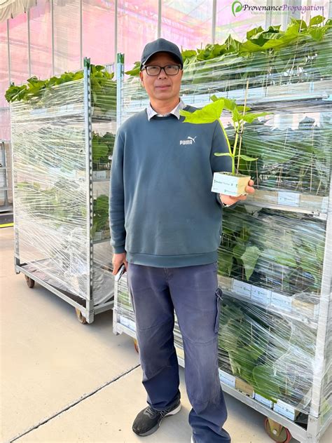 Provenance Propagation On Linkedin Horticulture Plants Cucumber Tomato Propagate Propagation