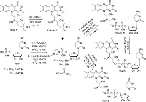 Scheme For The Synthesis Of Fad Analogues Fcd And Fud Nmp Cmp Ump Is Download Scientific