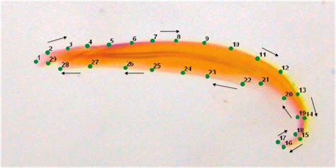 Geometric Morphometrics Gms Was Used To Capture Variation In The Size Download Scientific